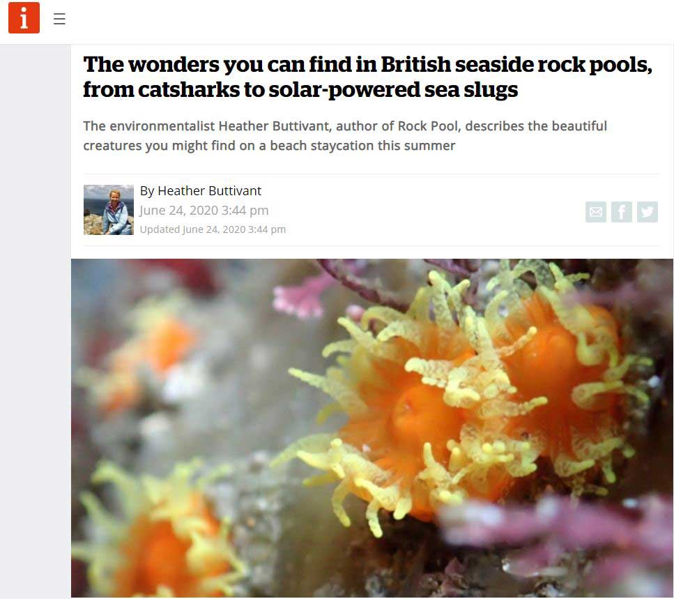 The wonders you can find in British seaside rock pools — September ...